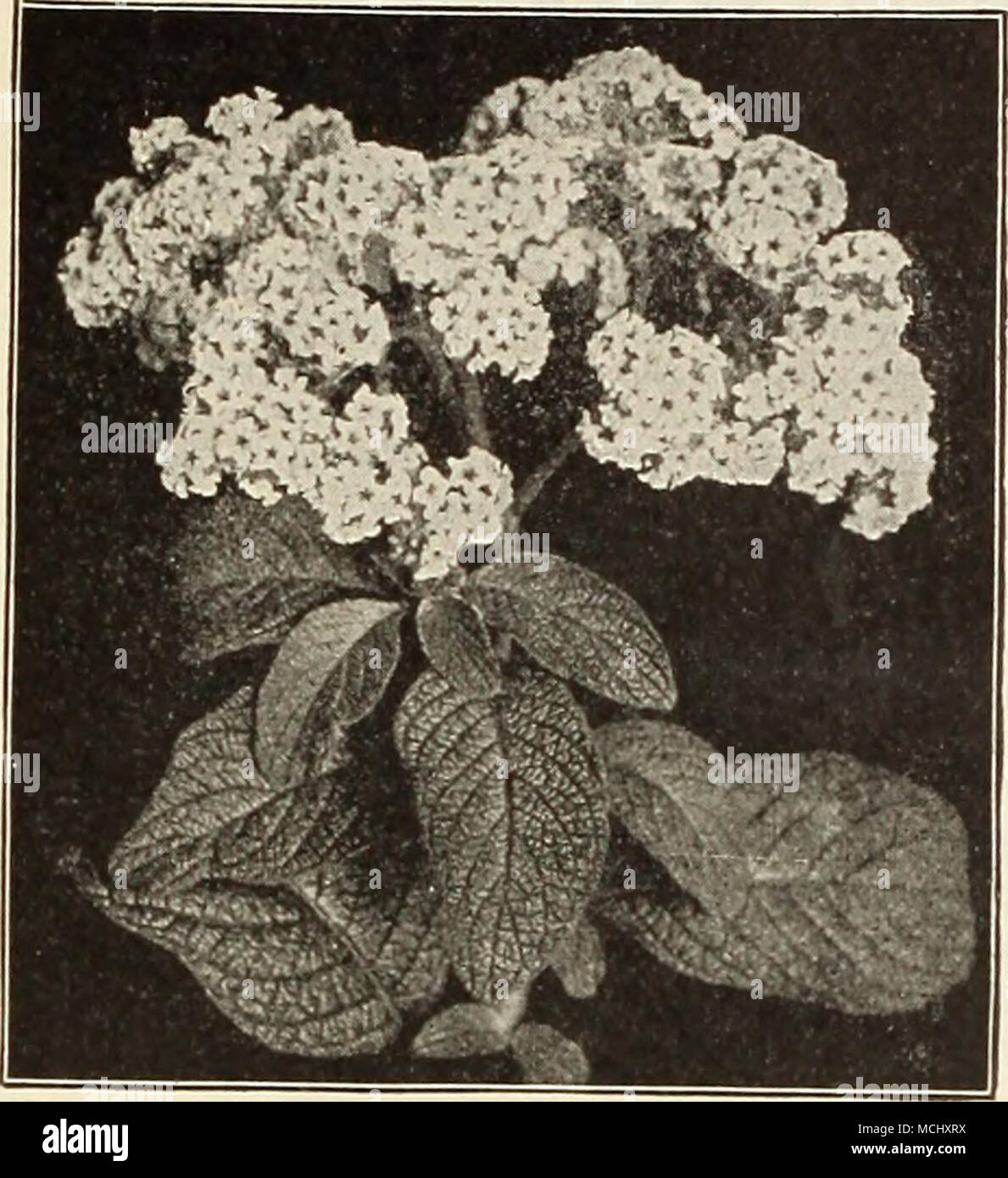 . Heliotrope, Lemoine's Giant. HBITCHBKA (Alum Root). PER PKT. 2761 ...
