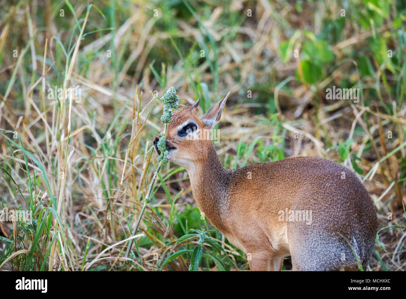 Dik Dik Antelope High Resolution Stock Photography and Images - Alamy