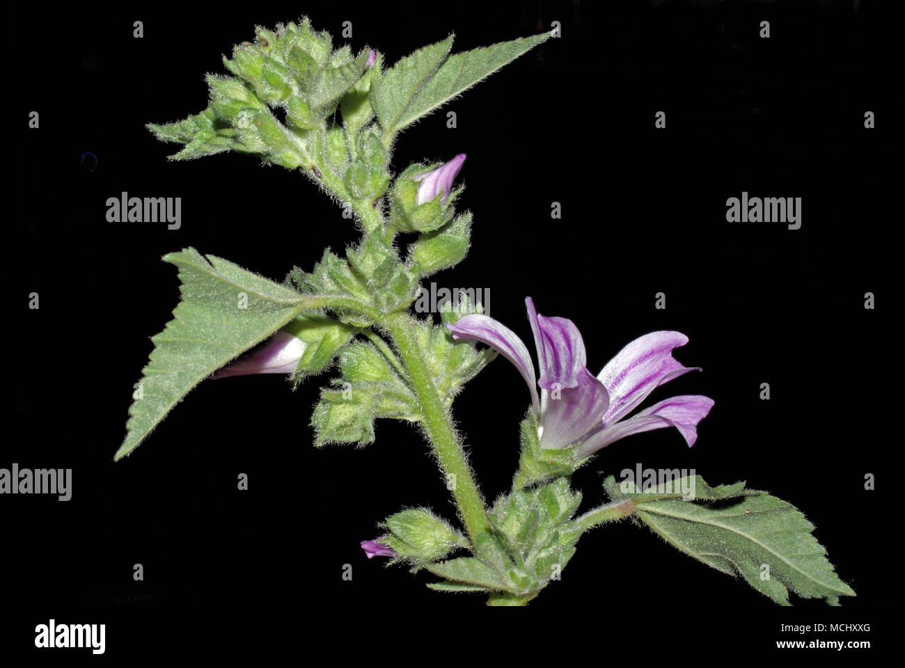 Malva silvestris hi-res stock photography and images - Alamy
