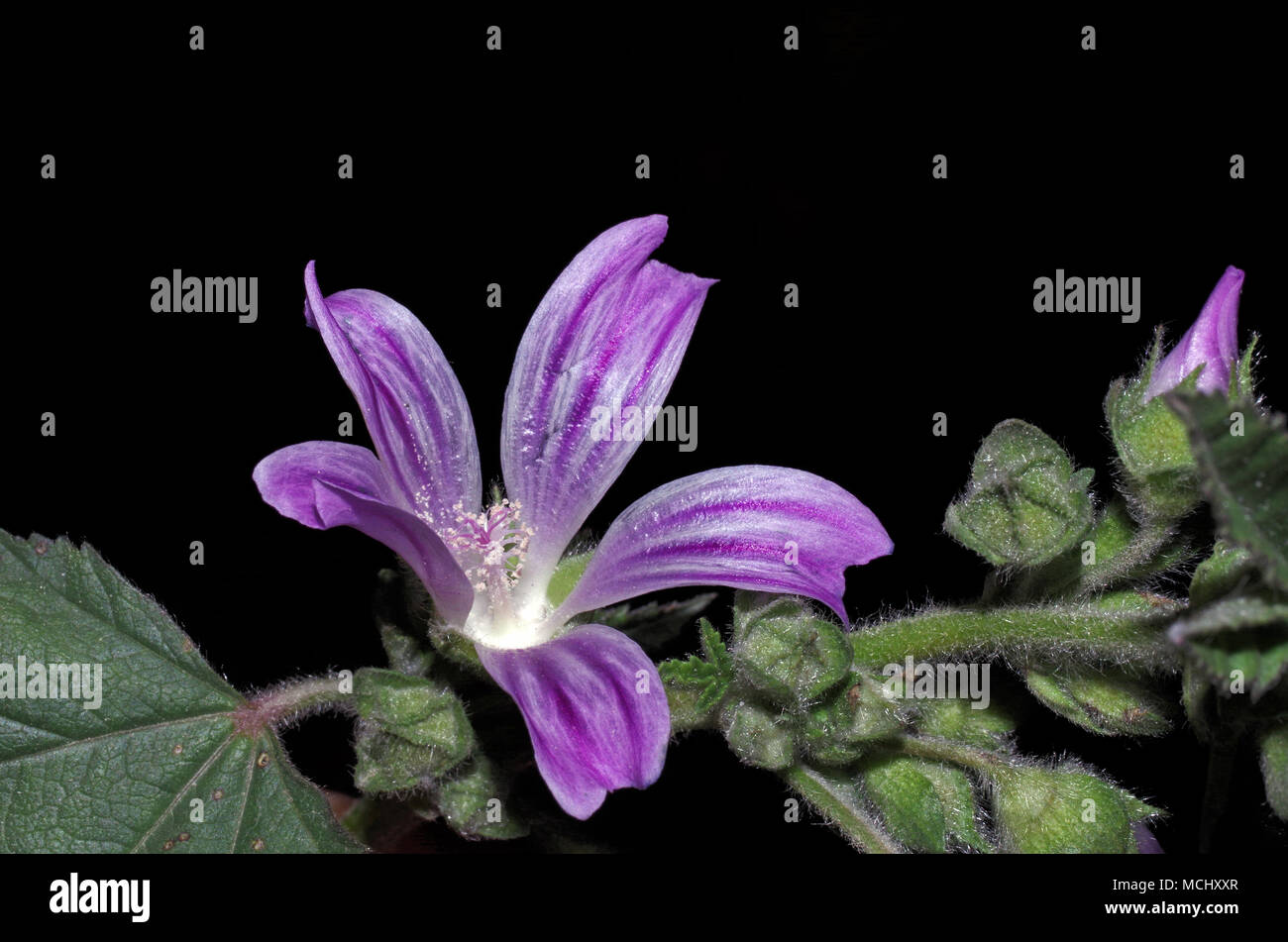 Malva malvaceae hi-res stock photography and images - Alamy
