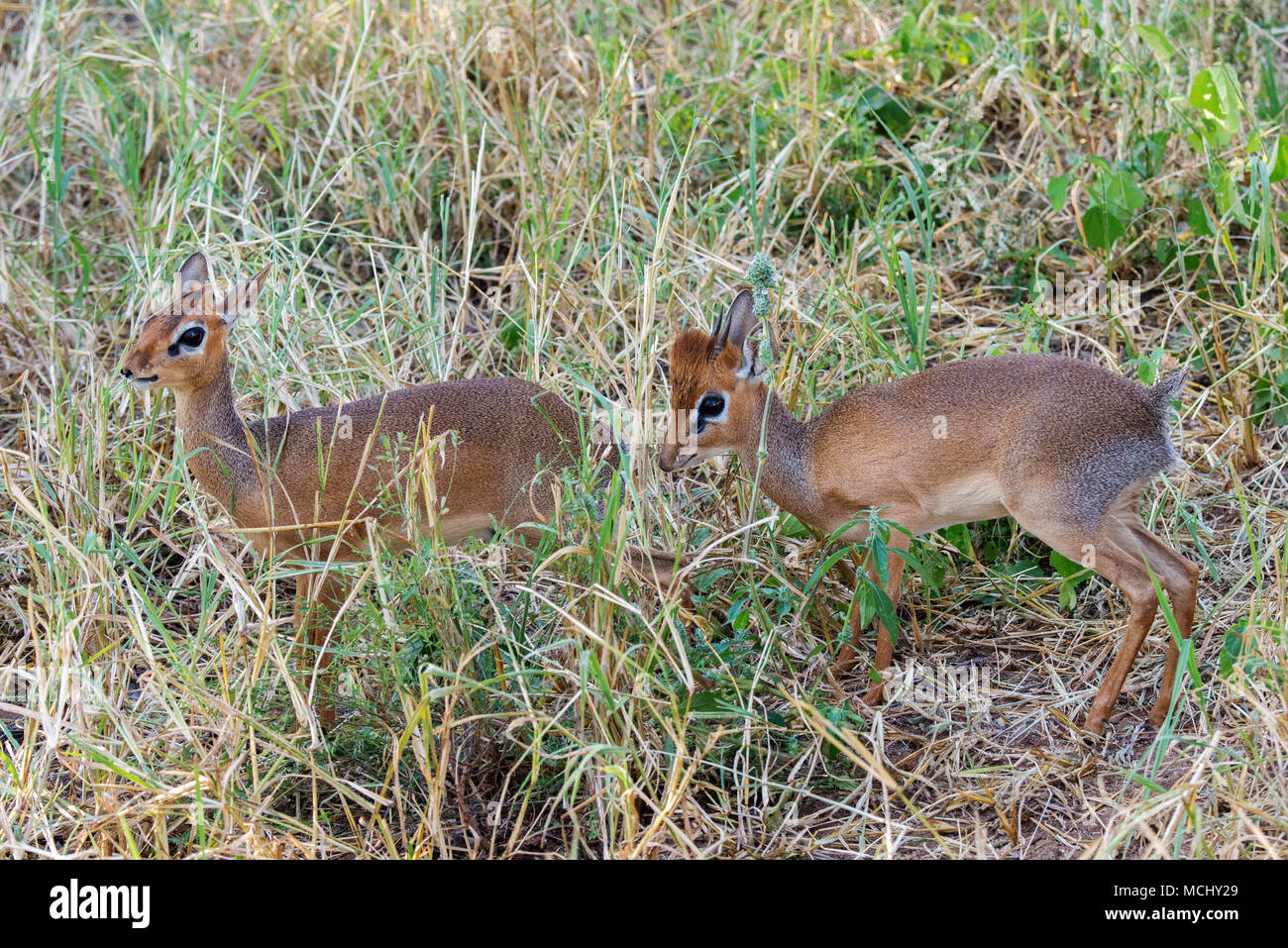 Diks hi-res stock photography and images - Alamy