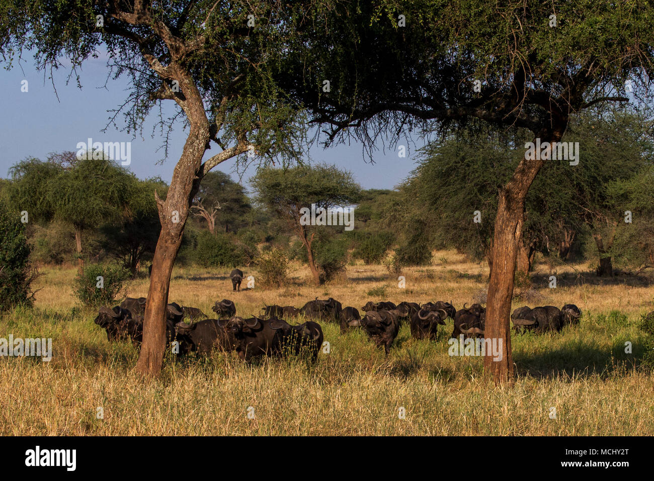 HERD OF AFRICAN CAPE BUFFALO (SYNCERUS CAFFER) IN THE AFRICAN SAVANNA ...