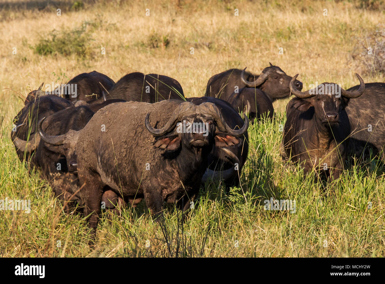 Africa an african buffalo hi-res stock photography and images - Alamy