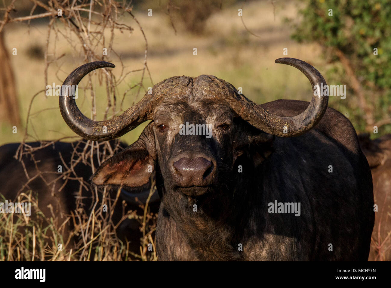 Male african buffalo african bull buffalo hi-res stock photography and ...