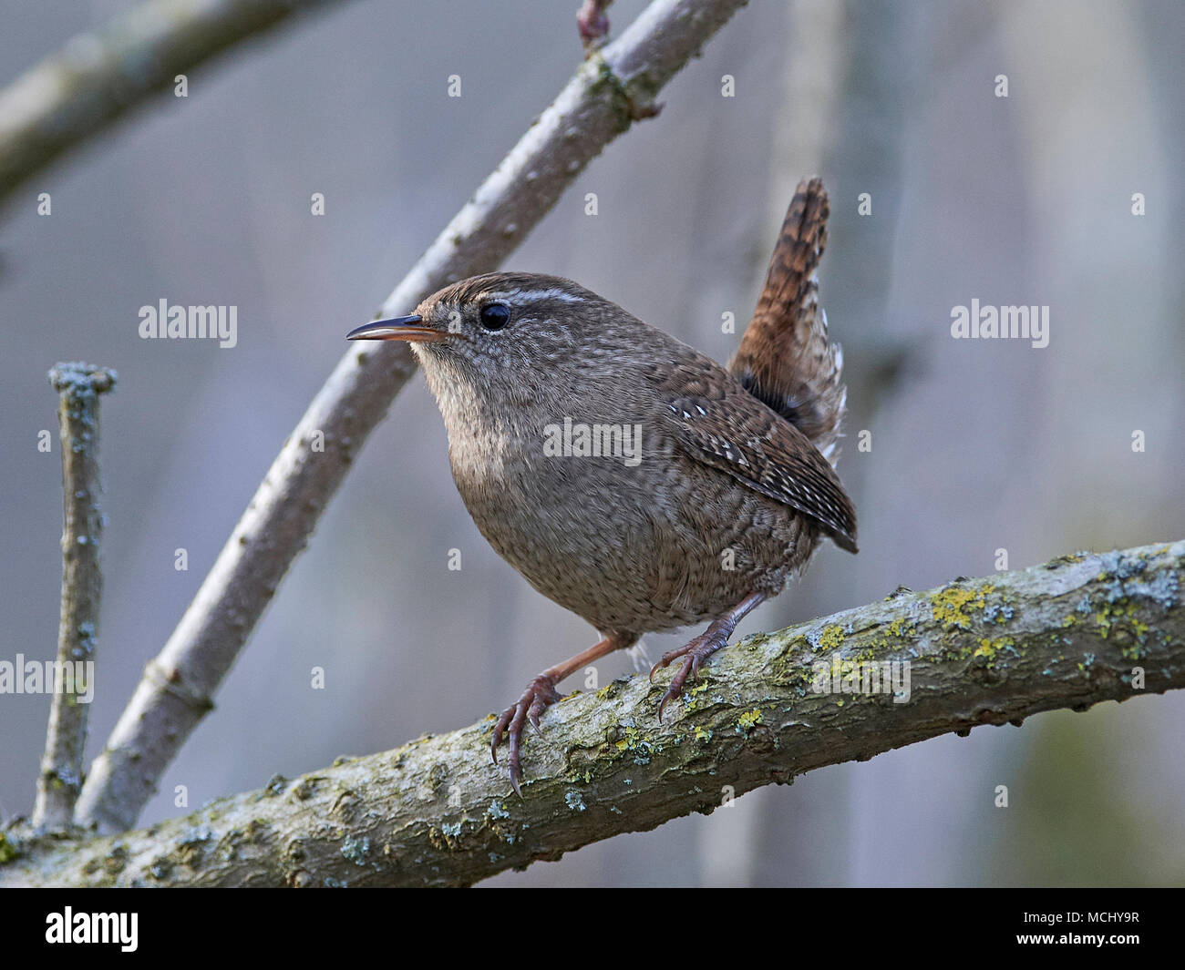 Eurasian wren in its natural habitat in Denmark Stock Photo - Alamy