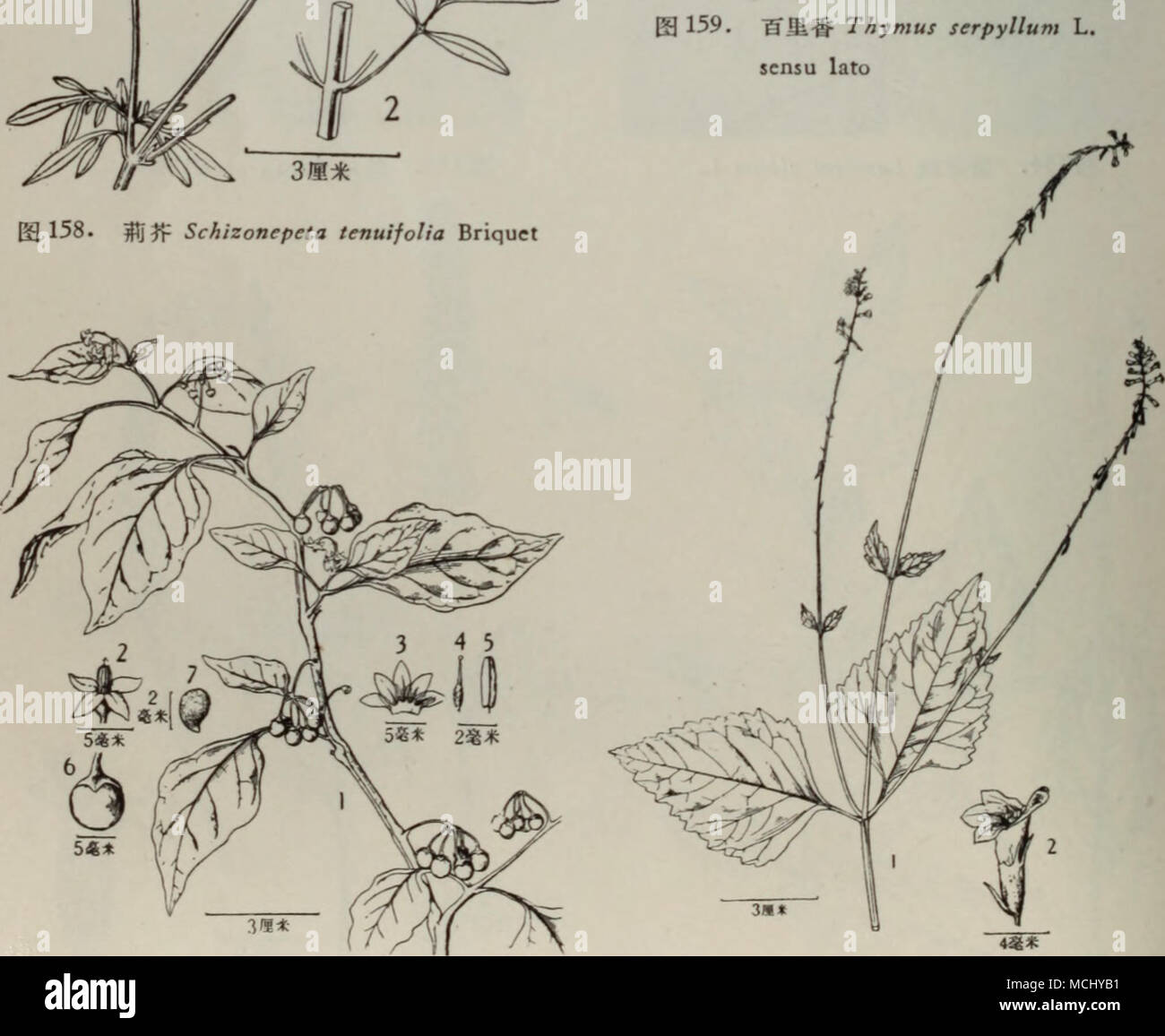 Solatium hi-res stock photography and images - Alamy