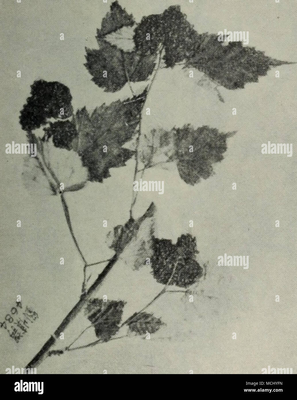 . ?84. ???Rubus crataegifolius Bunge Stock Photo - Alamy