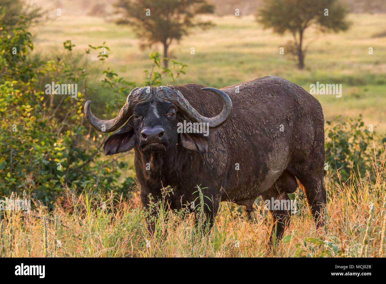 Large bull cape buffalo tanzania hi-res stock photography and images ...