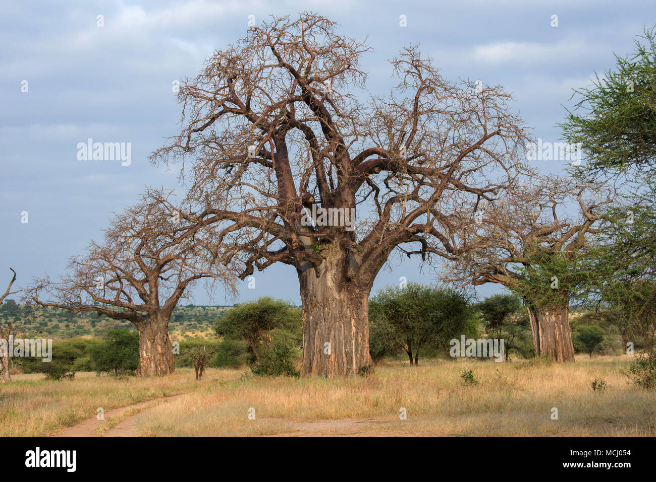 BAOBAB TREES (ADANSONIA SP.) ON THE AFRICAN SAVANNA, TARANGIRE NATIONAL ...
