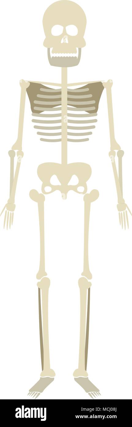 human skeleton model Stock Vector Image & Art - Alamy