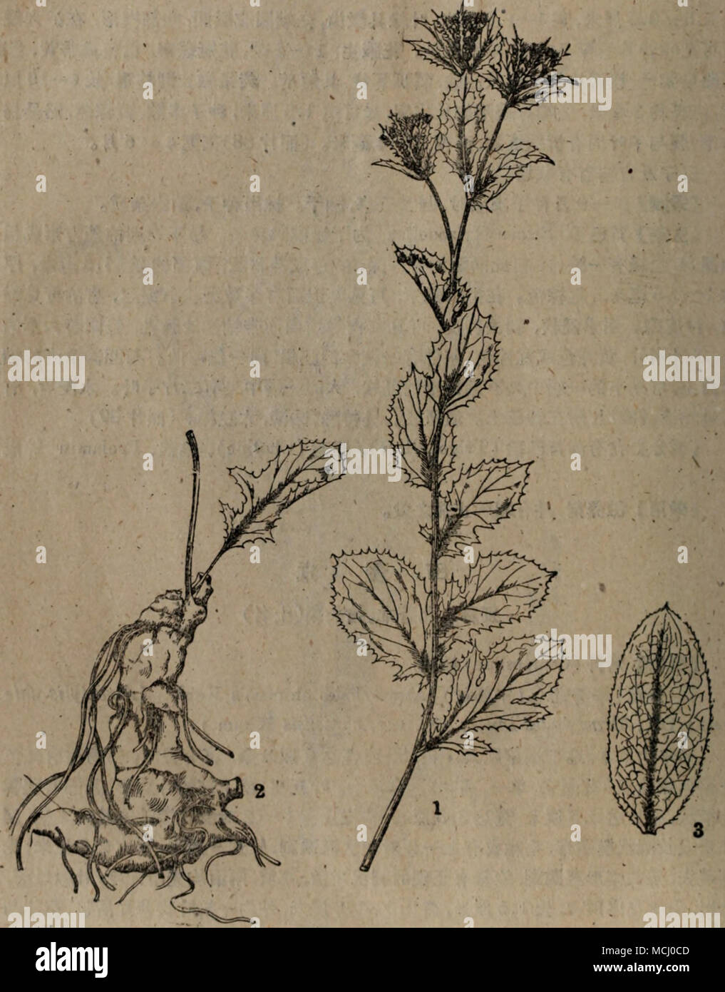 . ffl 73 1ã 2. /V4', Atractylodes chinensis Koidz. 3.è¡åAtractylodes ...