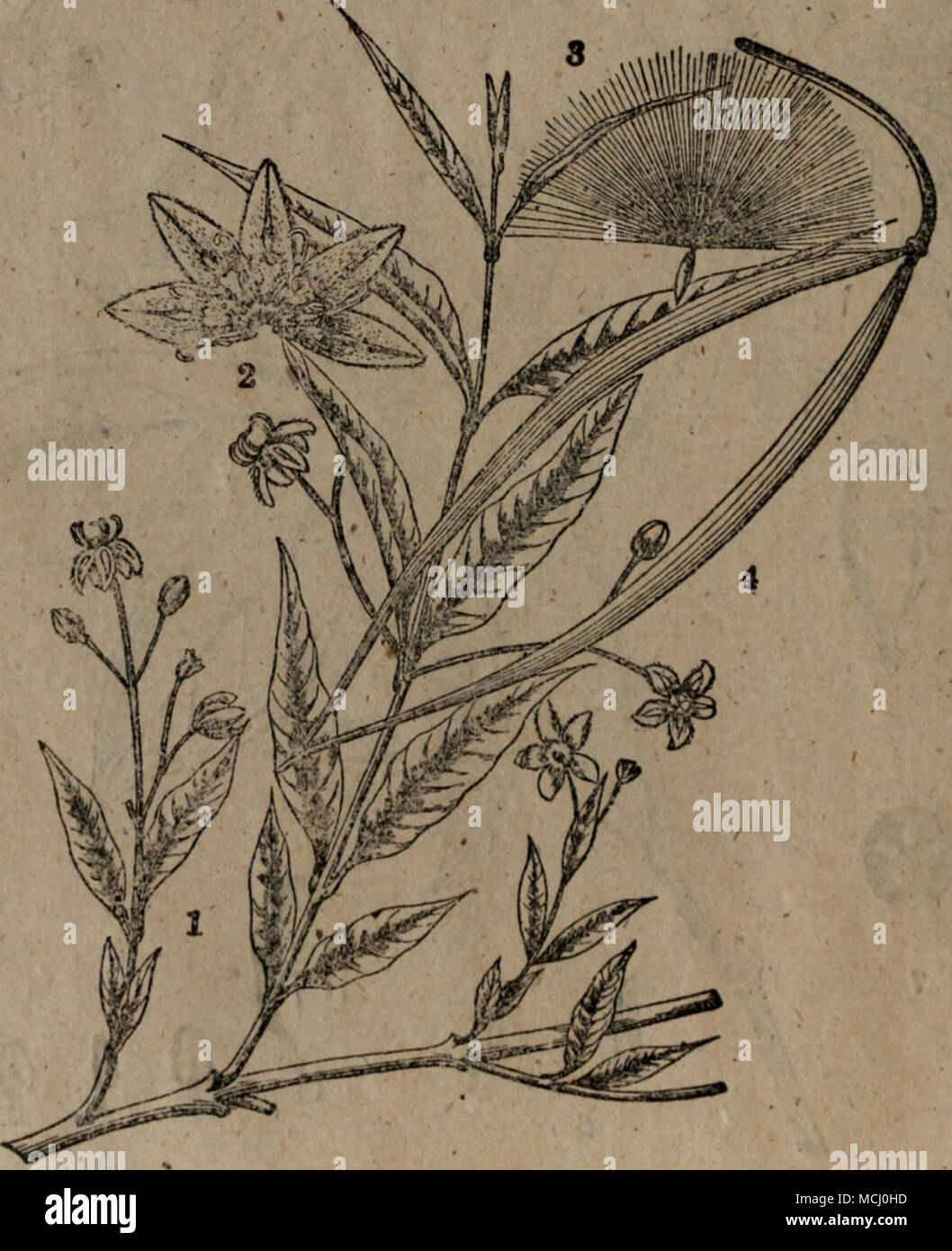 C sepium hi-res stock photography and images - Alamy