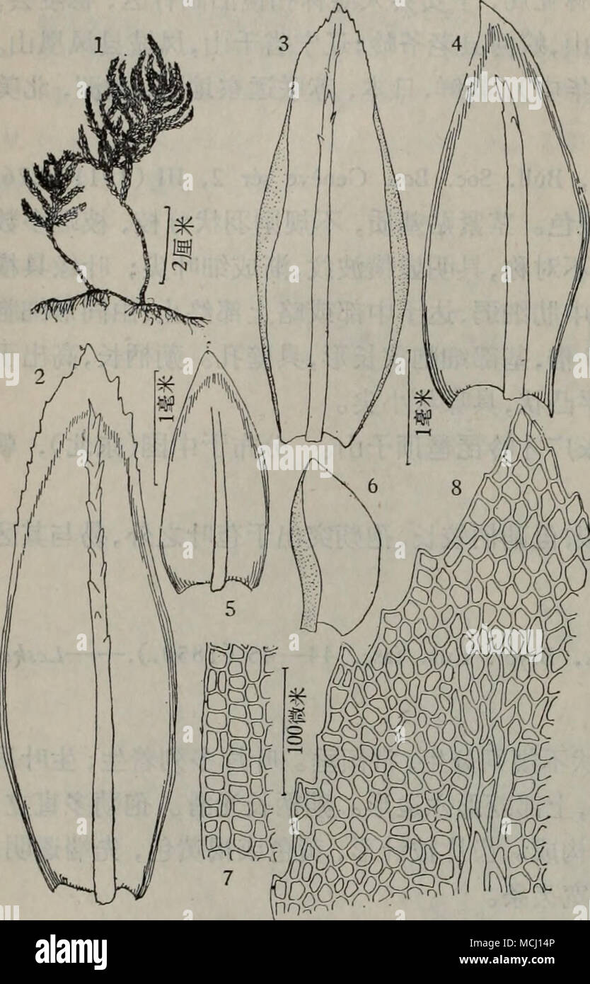 Lembophyllaceae hi-res stock photography and images - Alamy