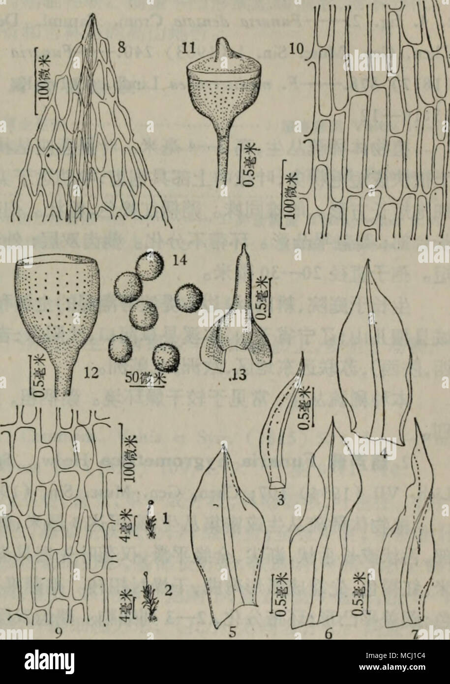 Physcomitrium sphaericum hi-res stock photography and images - Alamy