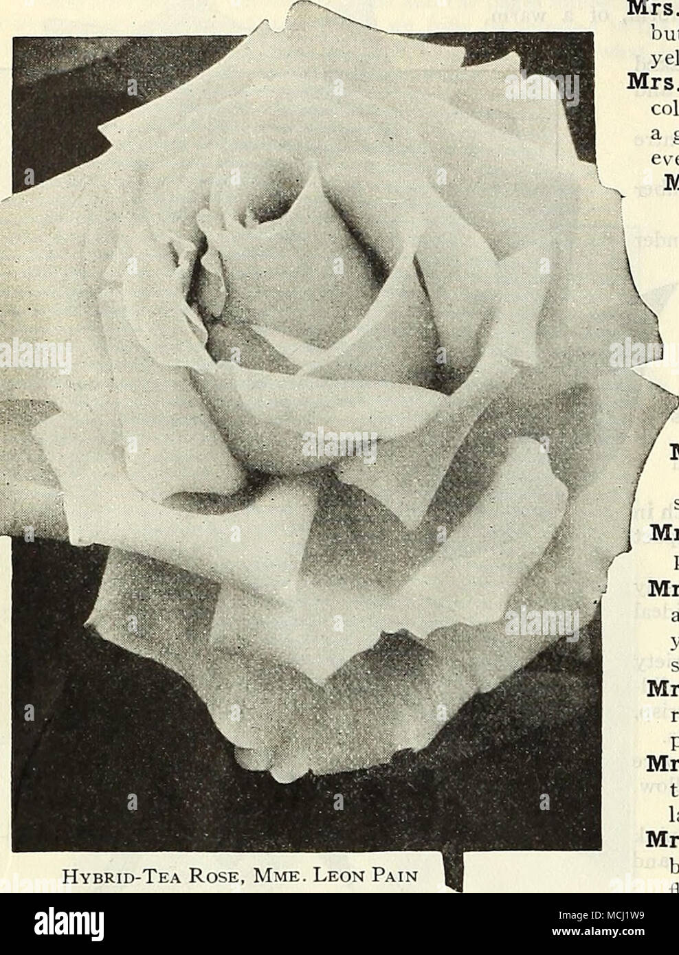 Alexander hybrid tea rose hi-res stock photography and images - Alamy