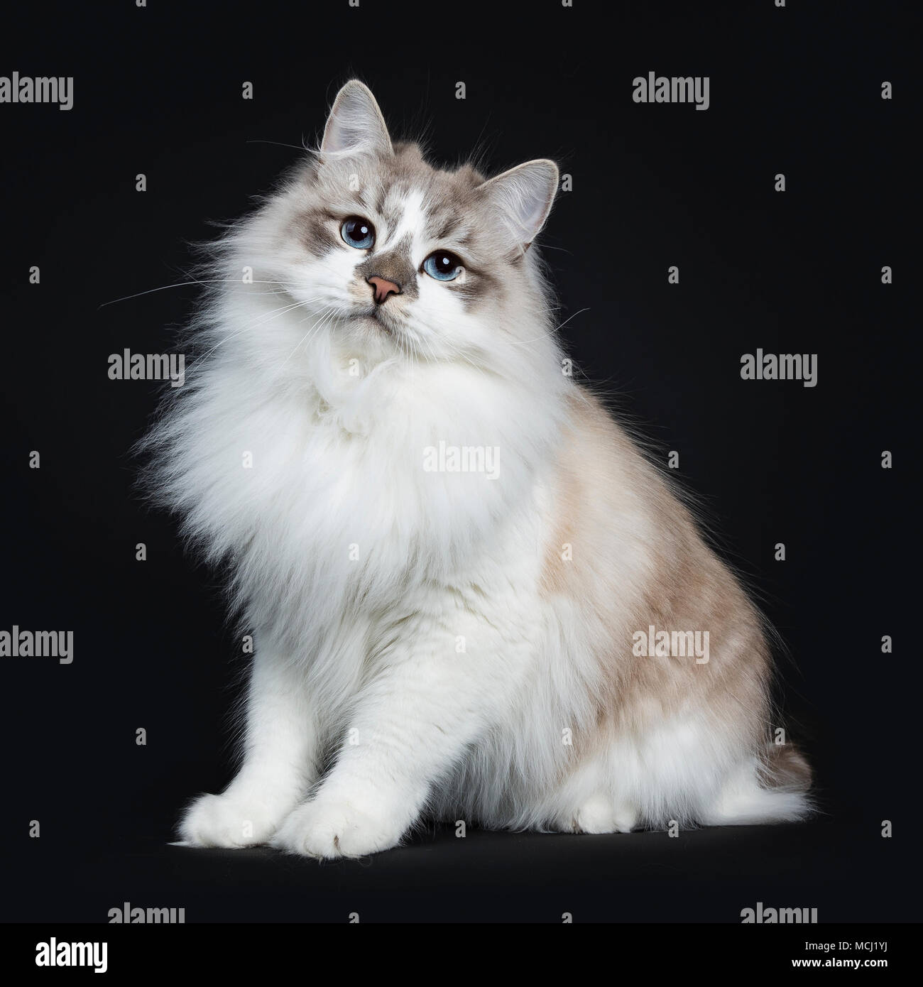 Pretty young adult blue tabby point Neva Masquerade cat sitting side ...