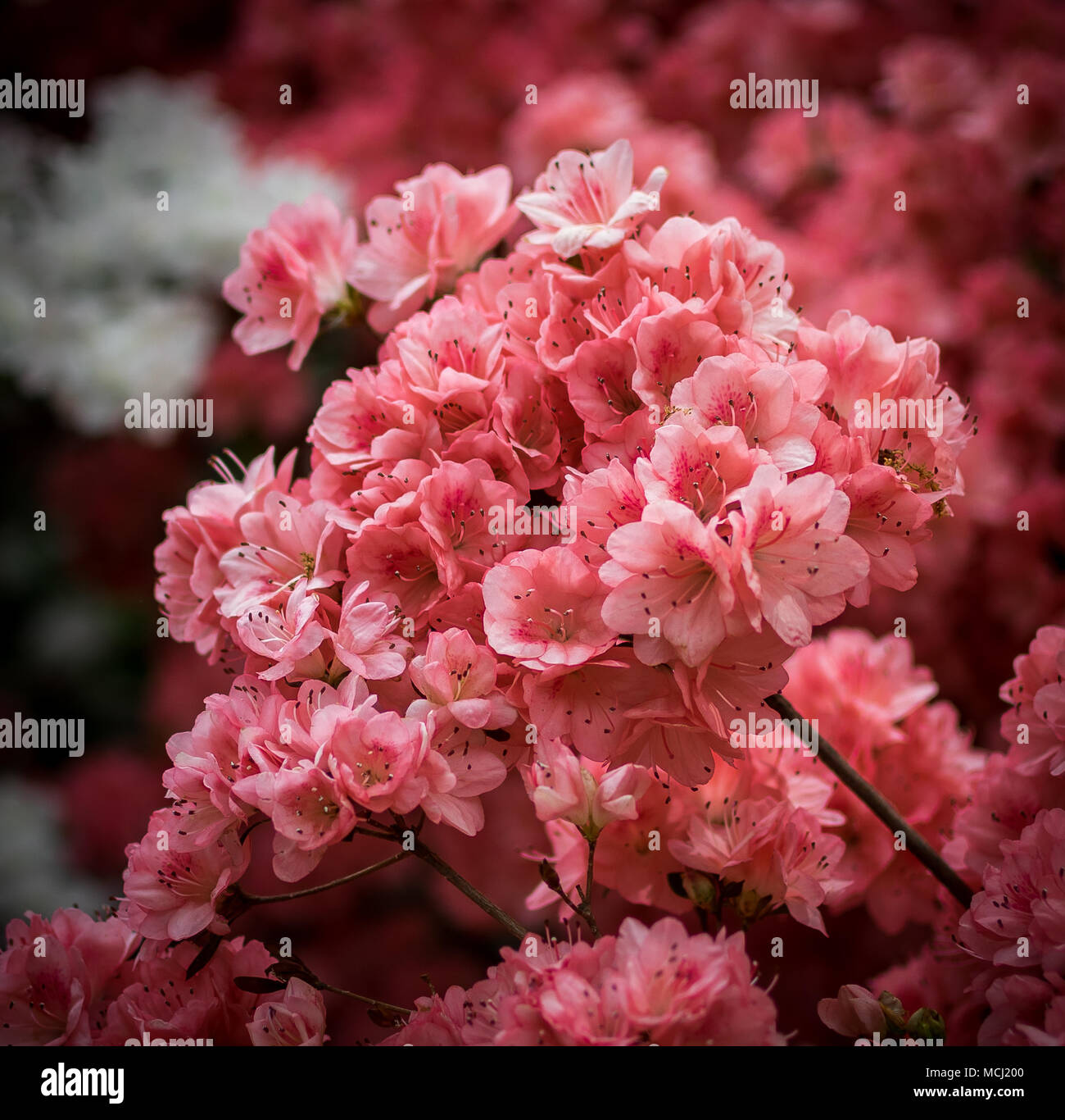 New York City Central Park Spring Flowers Stock Photo - Alamy