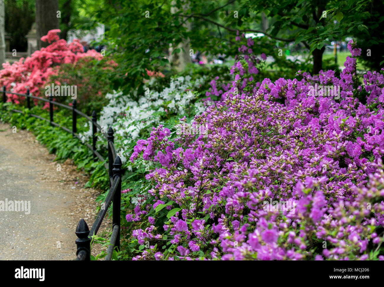 New York City Central Park Spring Flowers Stock Photo - Alamy