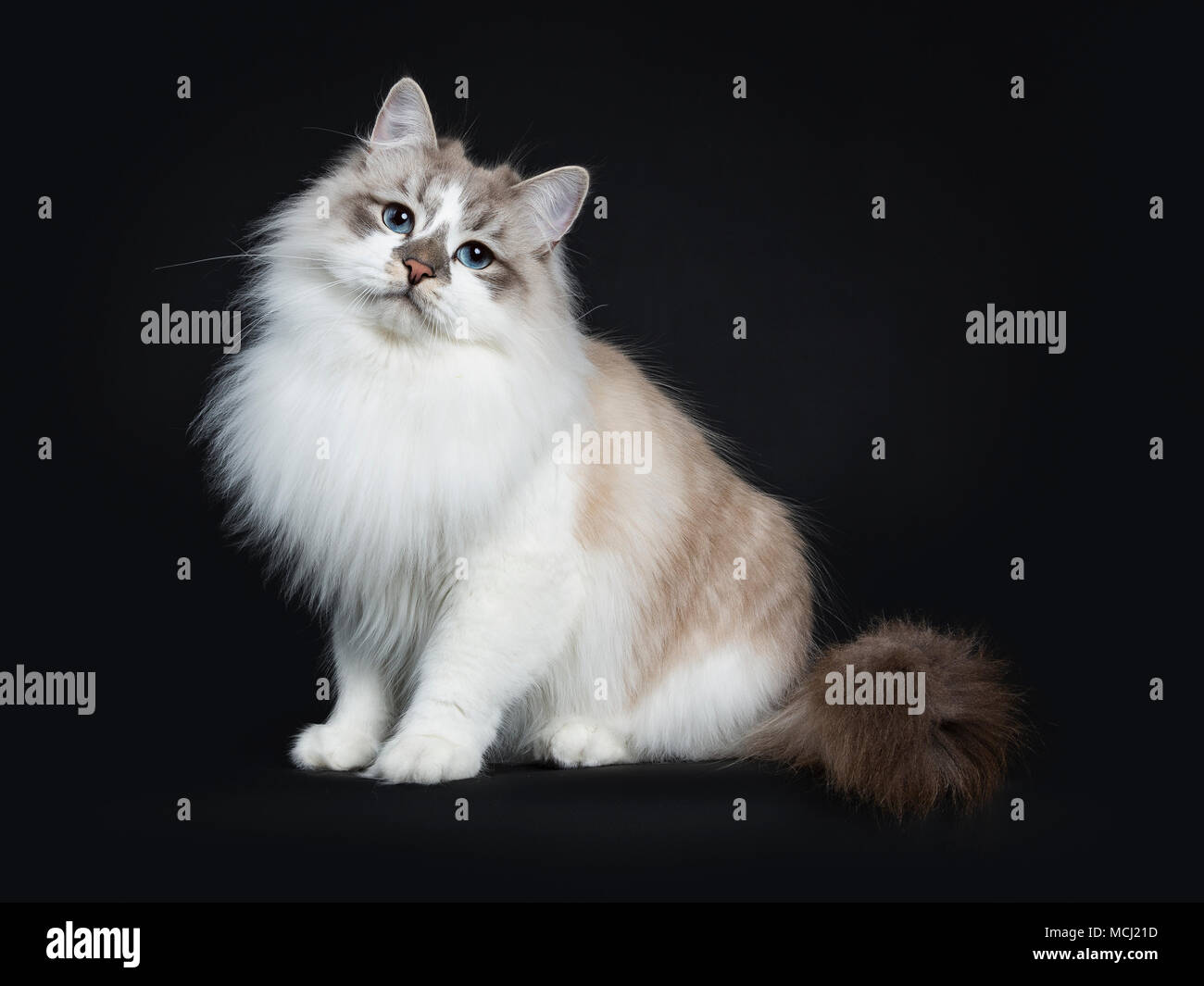 Neva masquerade point hi-res stock photography and images - Alamy