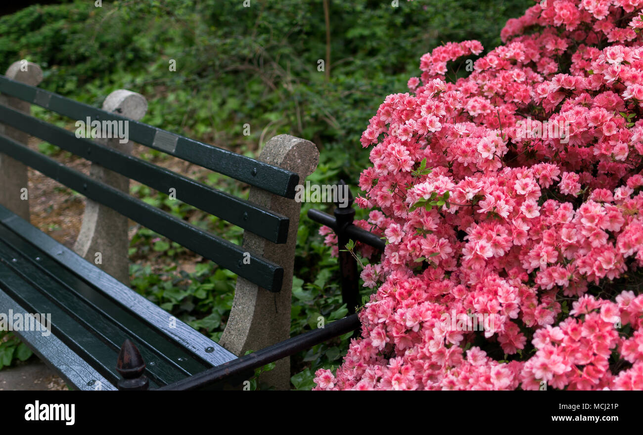 New York City Central Park Spring Flowers Stock Photo - Alamy