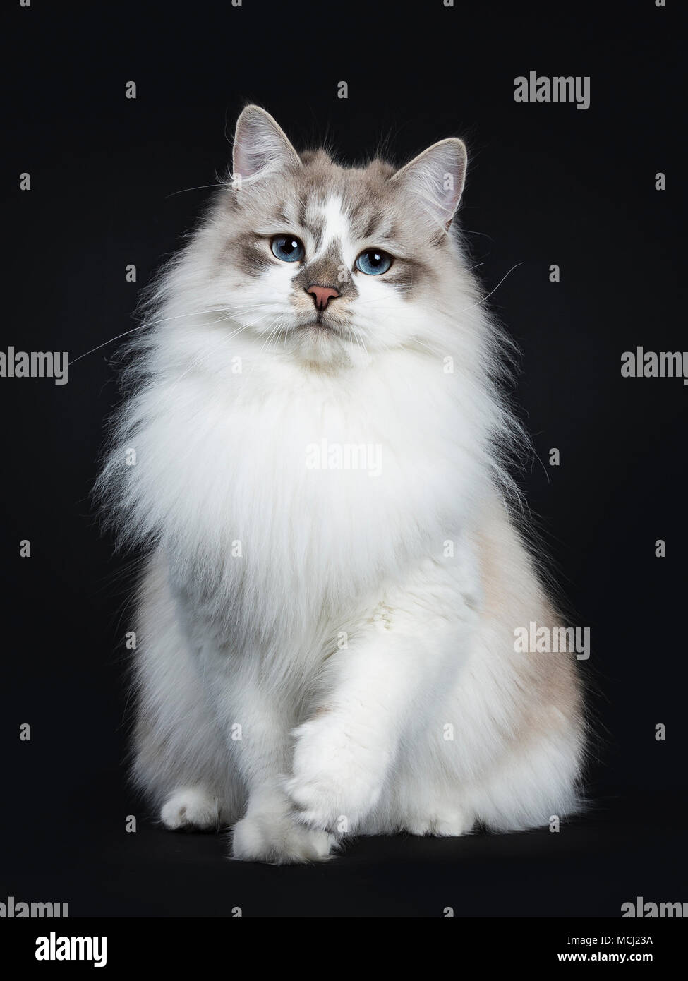 Cat Paw In Air High Resolution Stock Photography and Images - Alamy