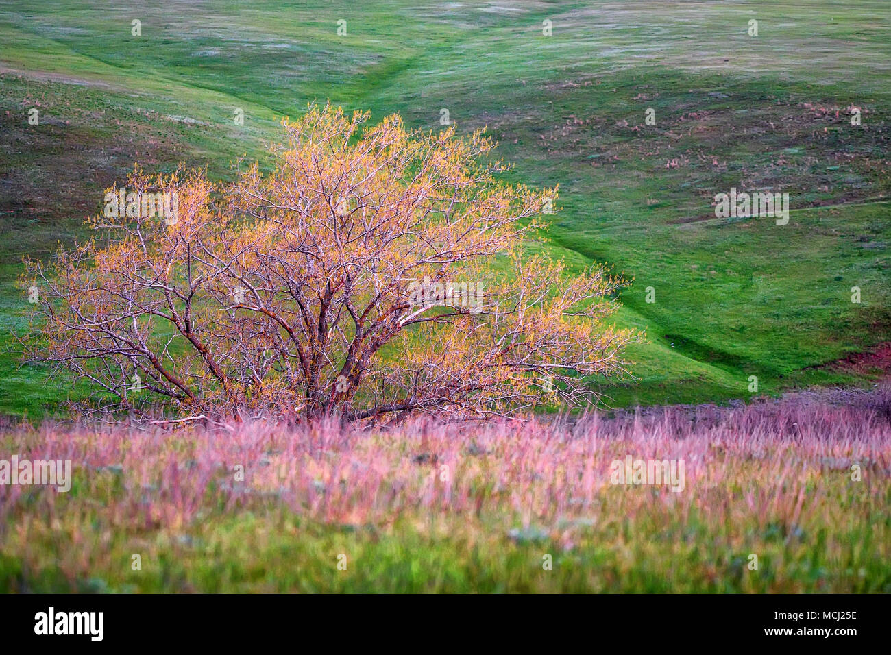 Single tree in mountain valley meadow Stock Photo - Alamy
