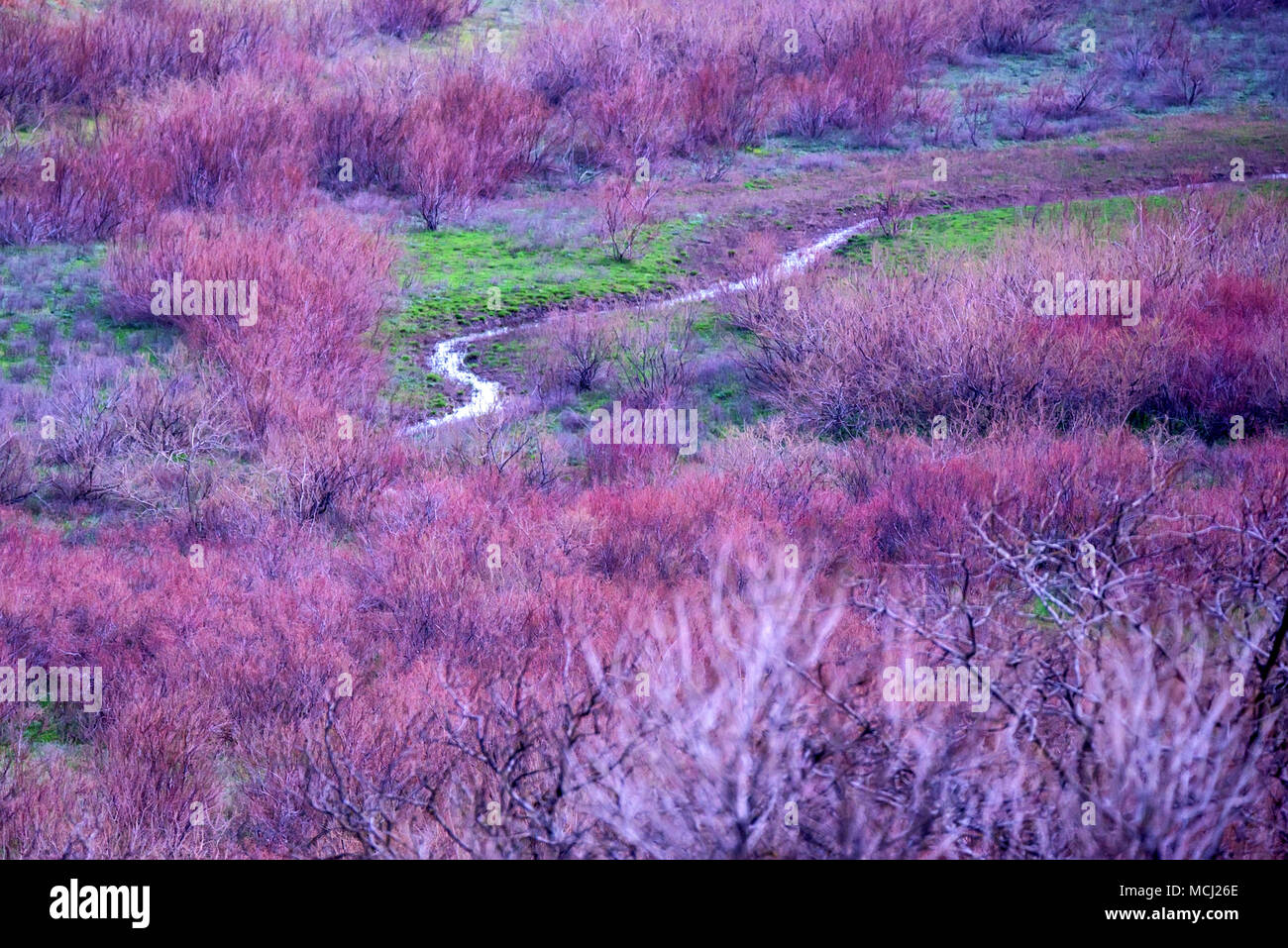Violet Scenery High Resolution Stock Photography and Images - Alamy