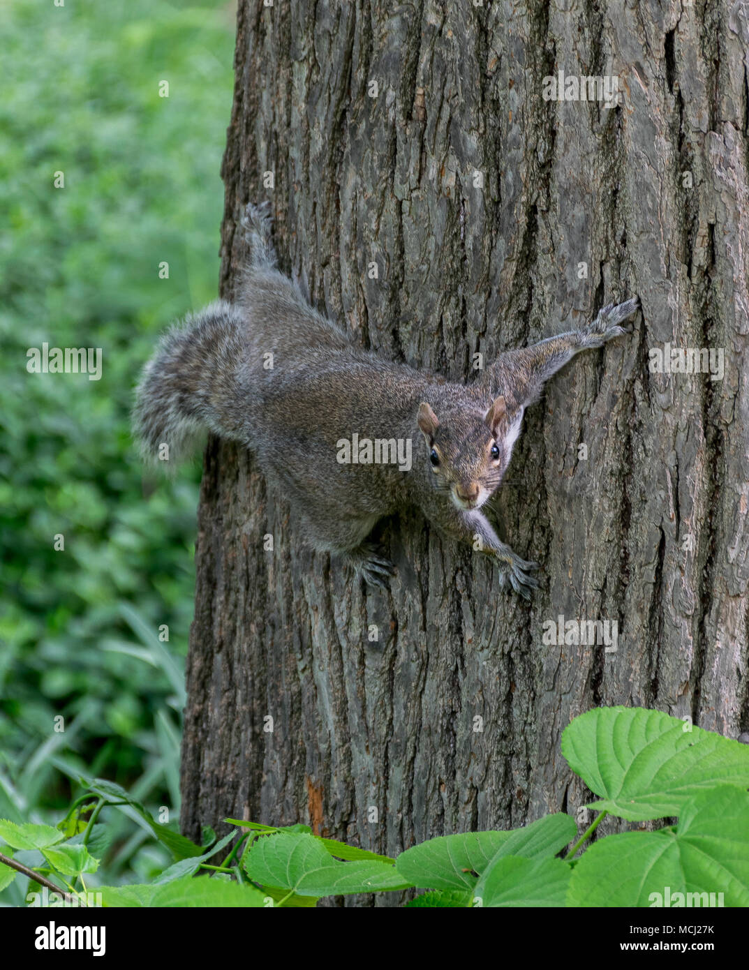 New York City Central Park Squirrel Stock Photo - Alamy