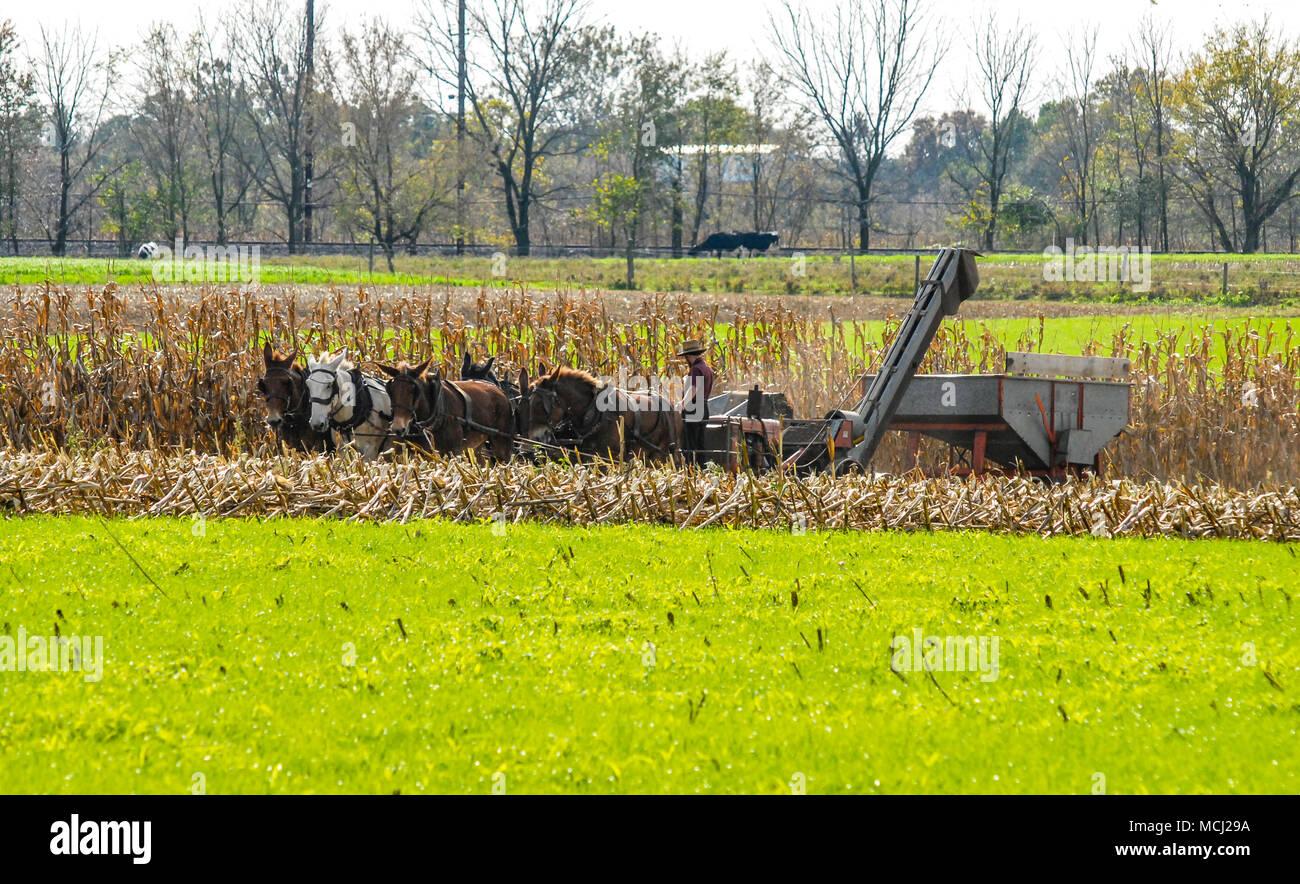Amish man hi-res stock photography and images - Alamy