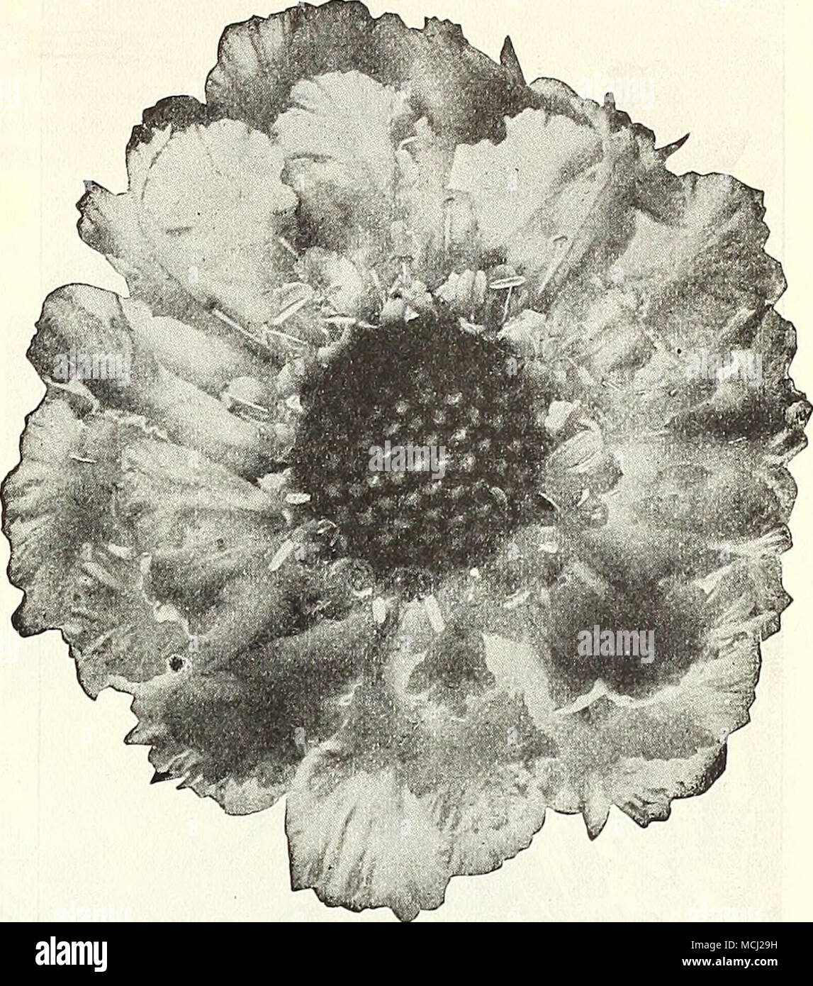 . SCABIOSA Caucasica Stock Photo - Alamy