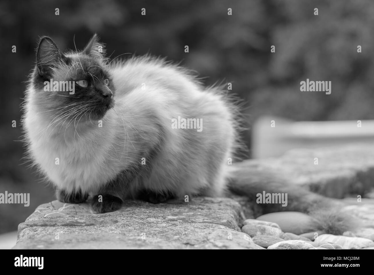 Cat on a rock Stock Photo - Alamy