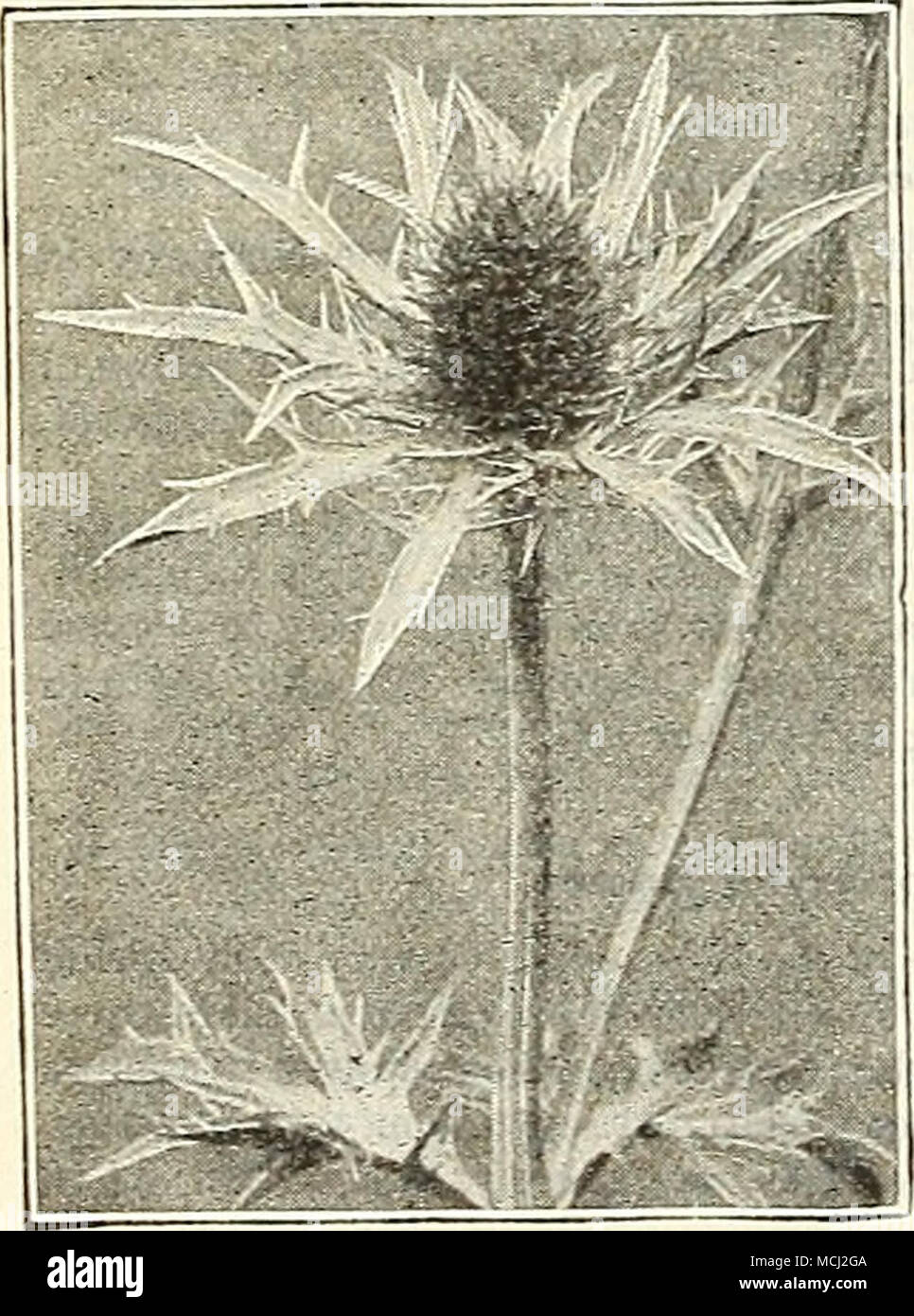 . Eryngium Amethystinx-"M Gentiana AndreWSi (Blue Gentian). This is our ...