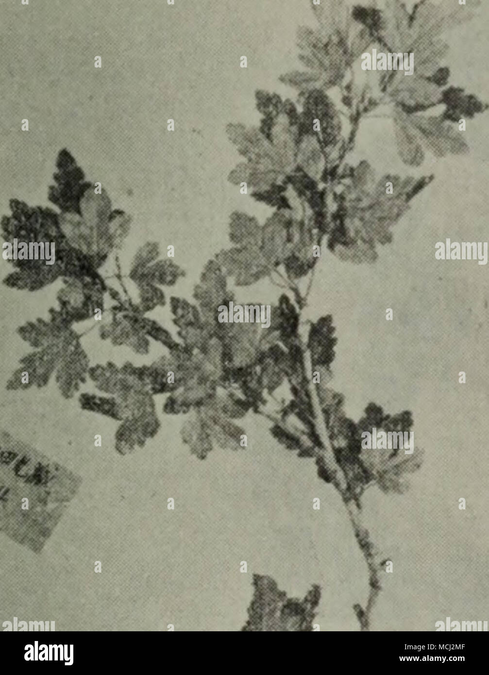 Turcz hi-res stock photography and images - Alamy