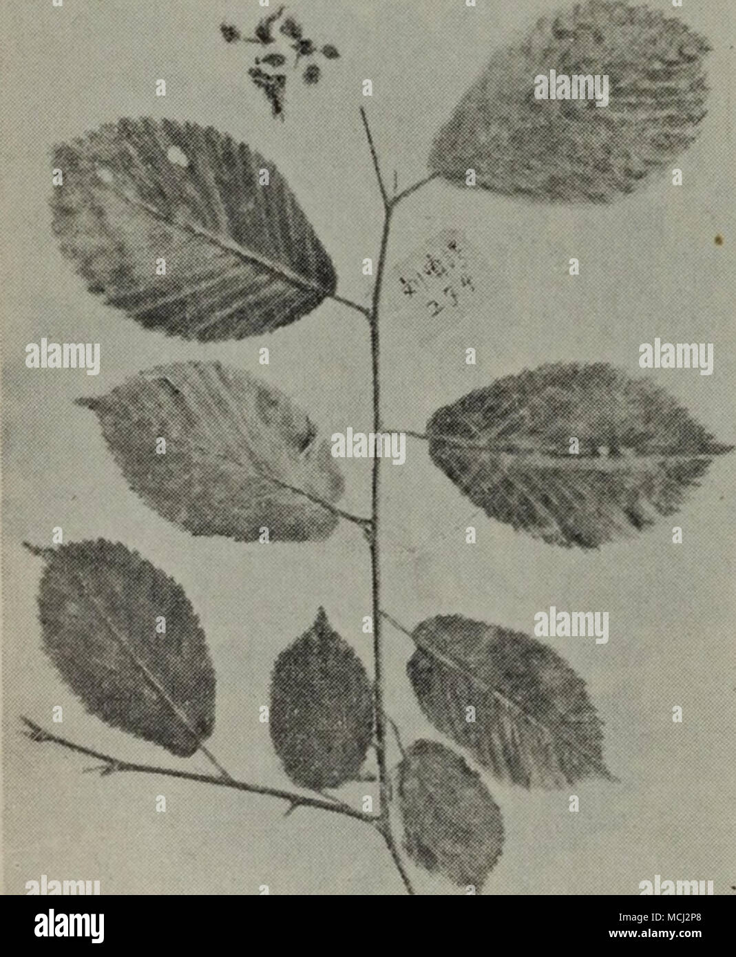 . 132.??Ulmus propinqua Koidz Stock Photo - Alamy