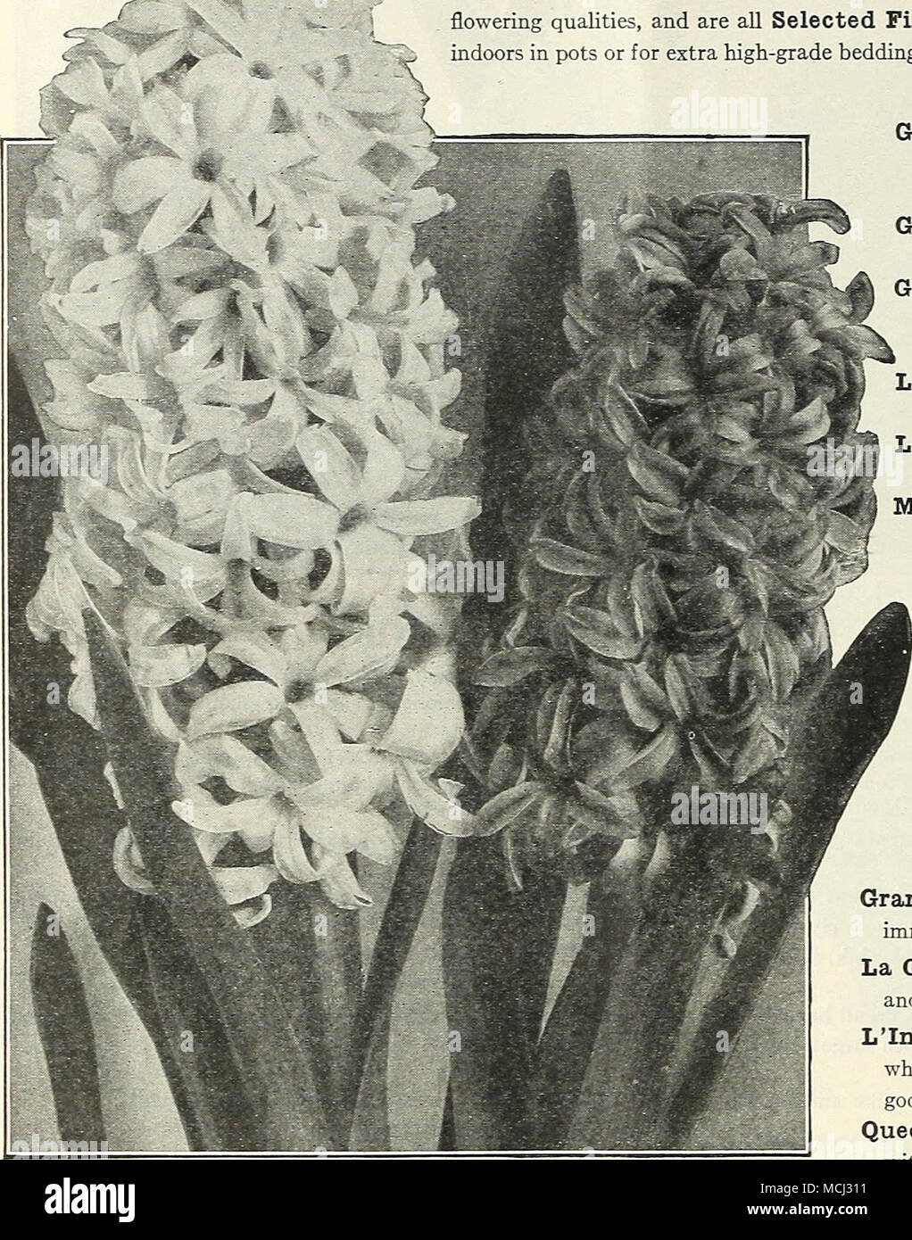 . SINGLE, TINTED DOUBLE ROSE AND PINK Chestnut Blossom. Bright rose ...