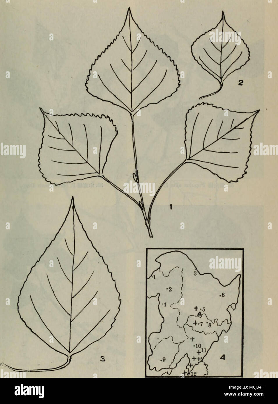 Populus nigra pyramidalis hi-res stock photography and images - Alamy