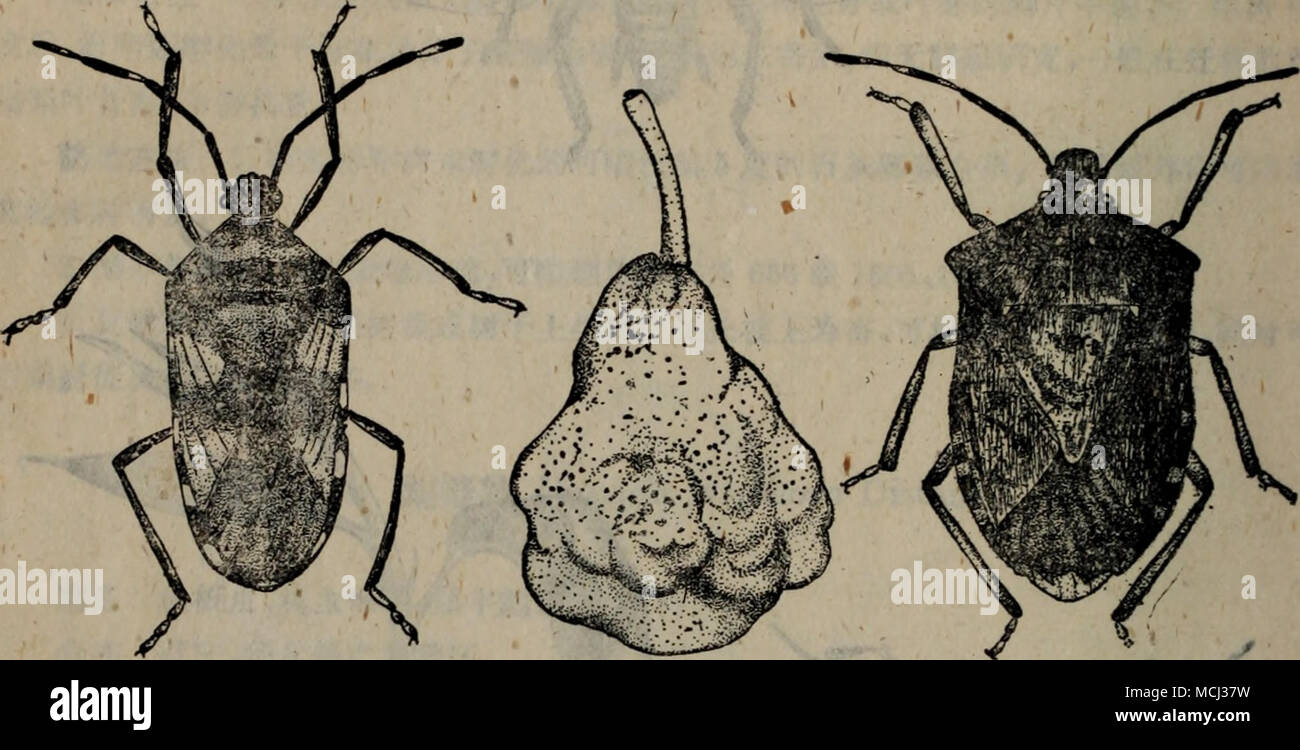 Stephanitis hi-res stock photography and images - Alamy