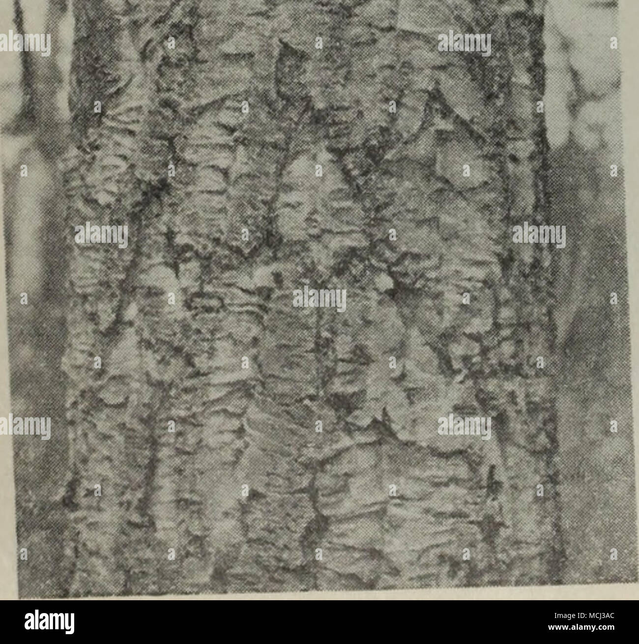 Phellodendron amurensis hi-res stock photography and images - Alamy