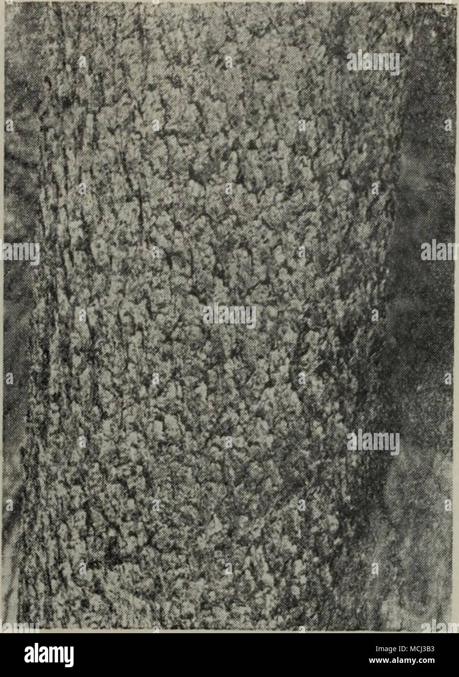 Picea koraiensis hi-res stock photography and images - Alamy