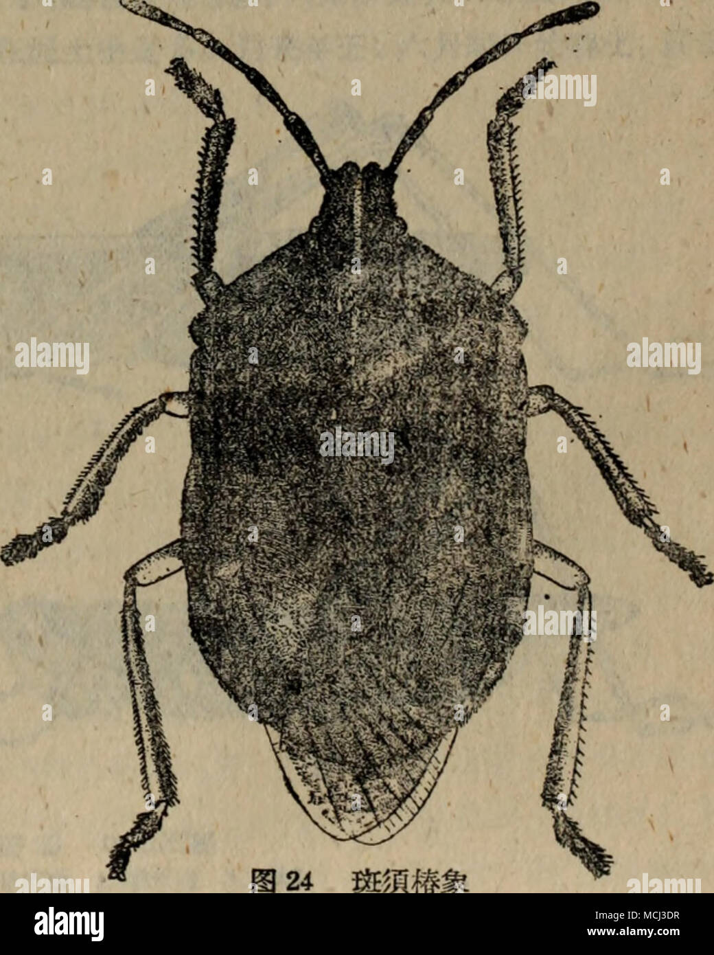 Larva larvae insect larva insect larvae physiology development ...