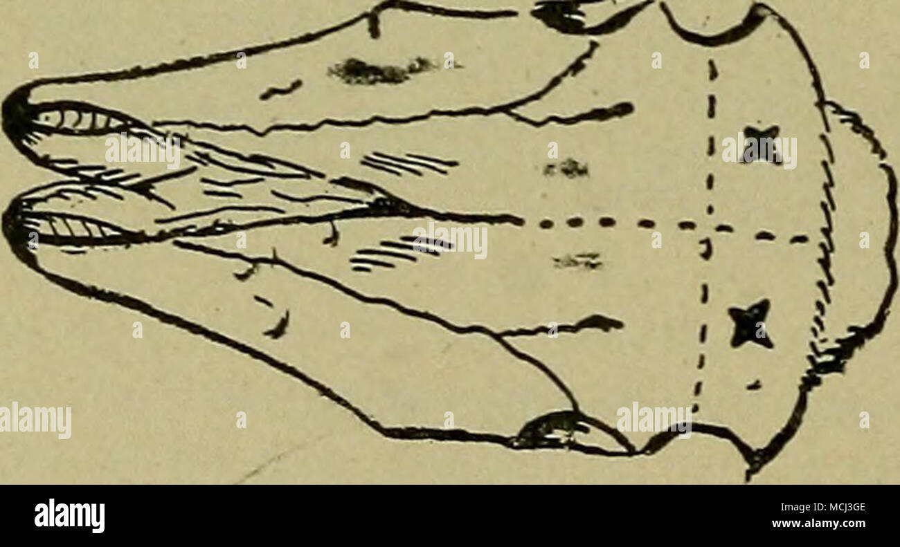 . Fig. 22.—Diagram for Trepanning Stock Photo - Alamy