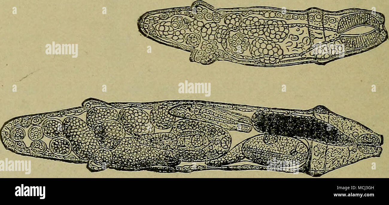 . Fig. 17.—Young and Mature Redia. disease is very rare, and only by ...