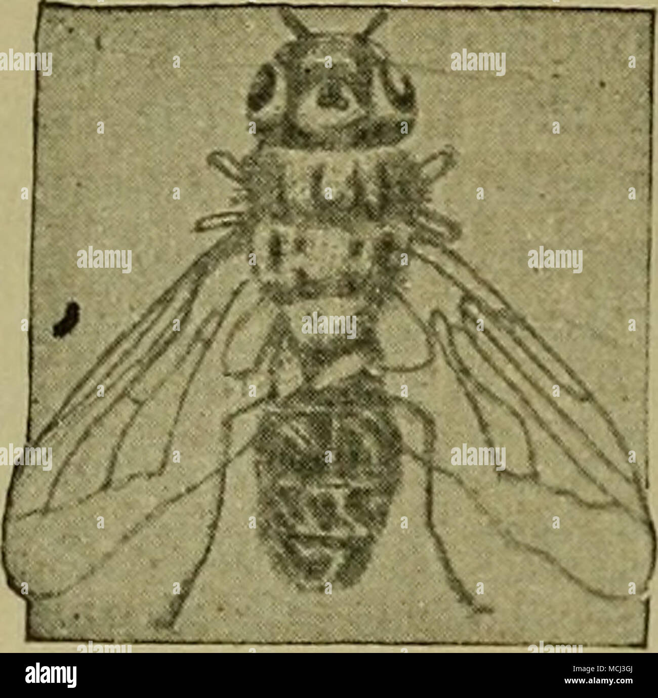 Nasal mucous membrane hi-res stock photography and images - Alamy