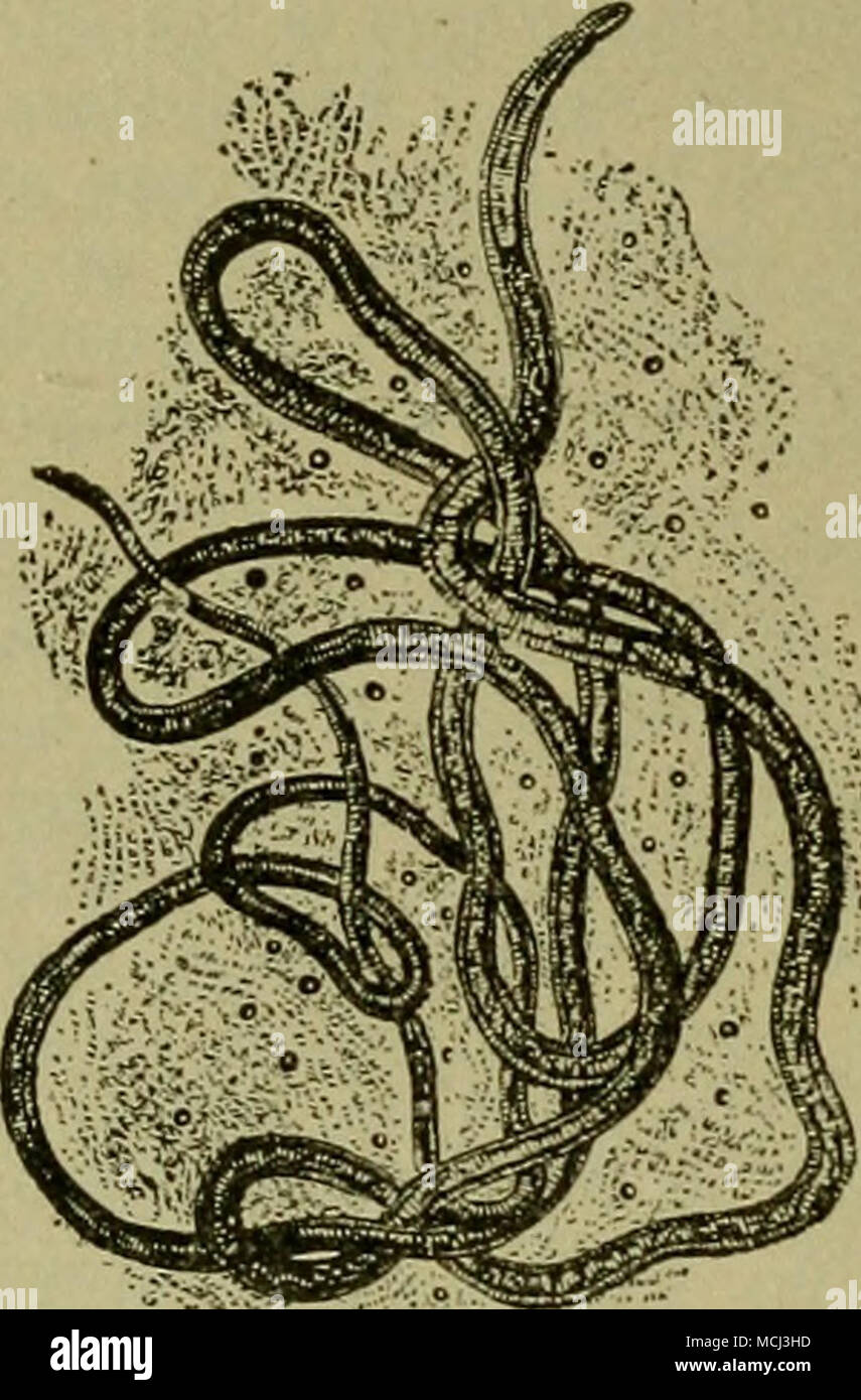 How Quickly Does Lungworm Develop