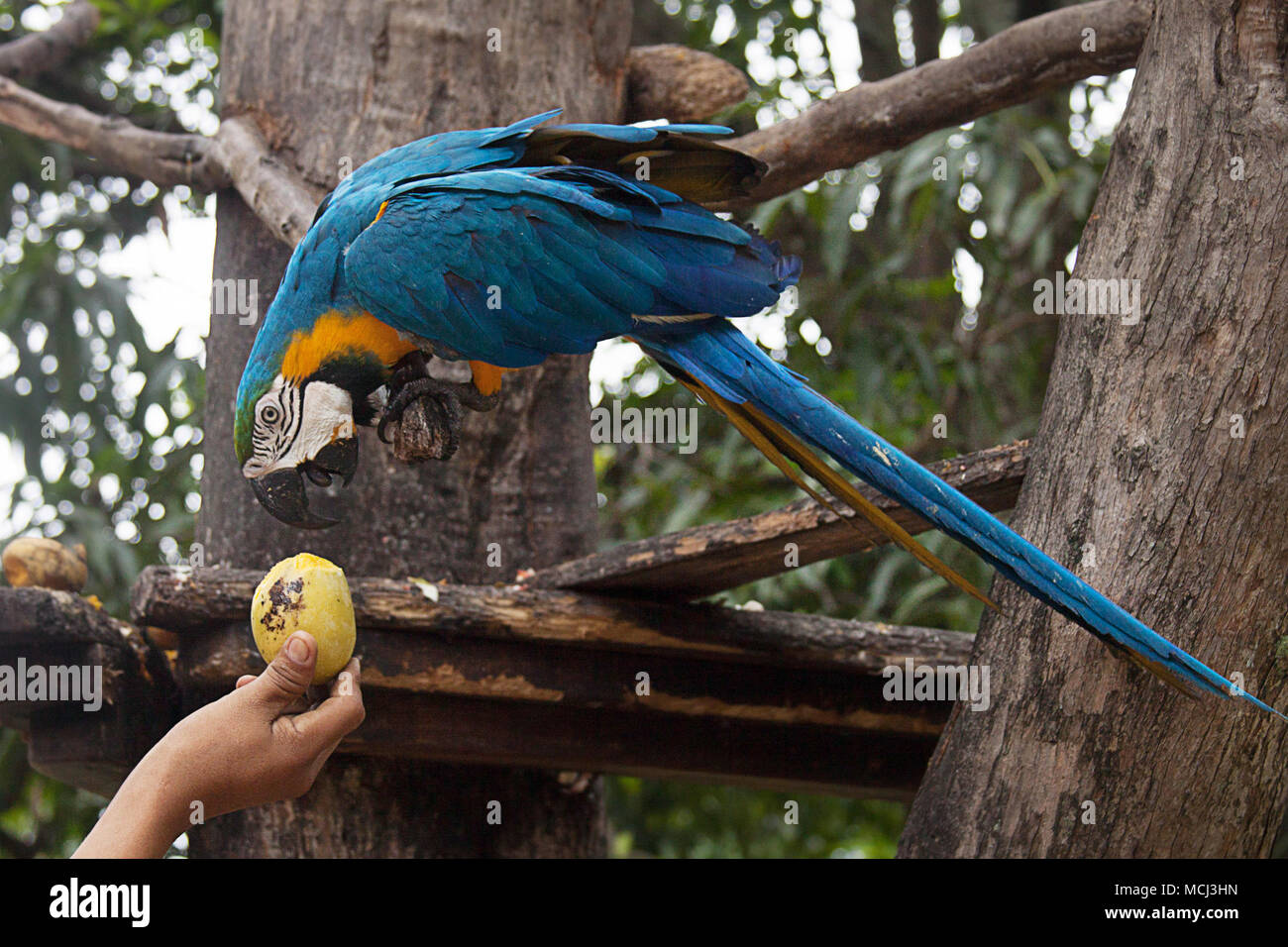 The blue-and-yellow macaw (Ara ararauna) also known as the blue-and ...