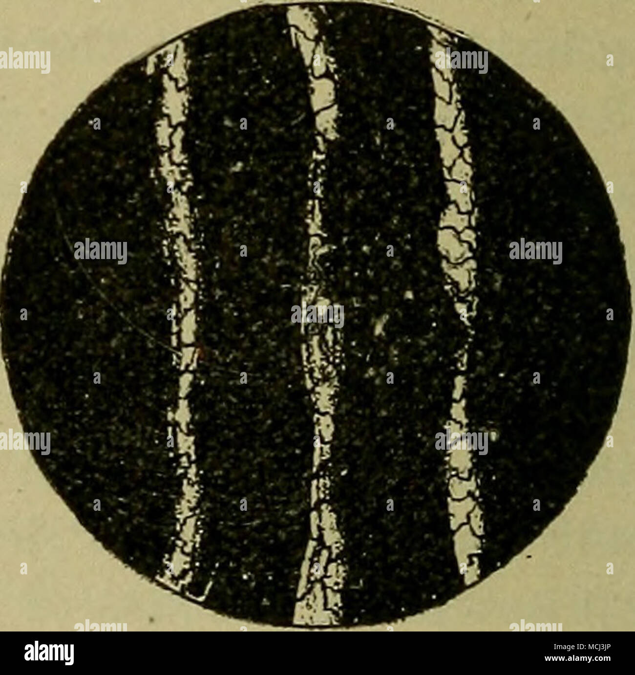 . Fig. 31. Fig. 32. Healthy ttber of wool. Break in wool—A diseased ...