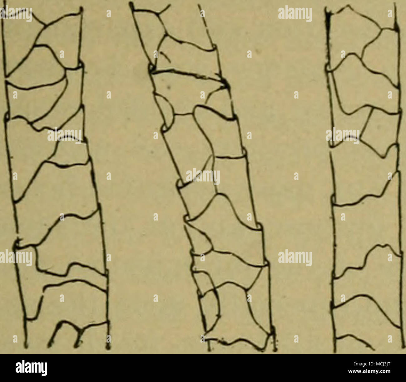 Wool yield hi-res stock photography and images - Alamy