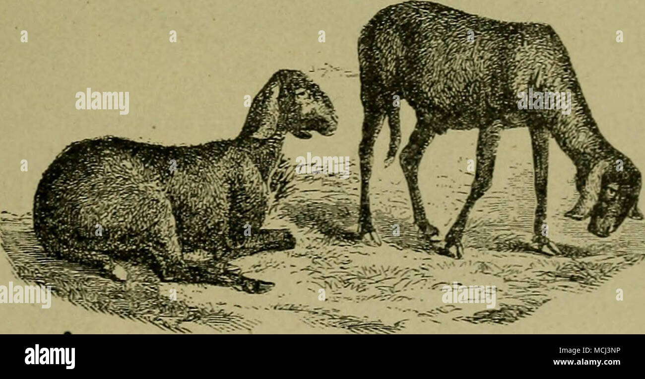 Fat tail sheep hi-res stock photography and images - Alamy