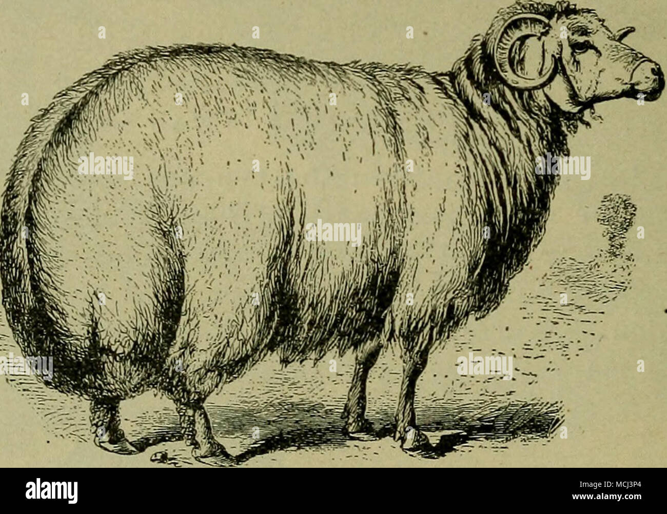 . FAT TAIL SHEEP. tain districts of that part of the dark continent ...