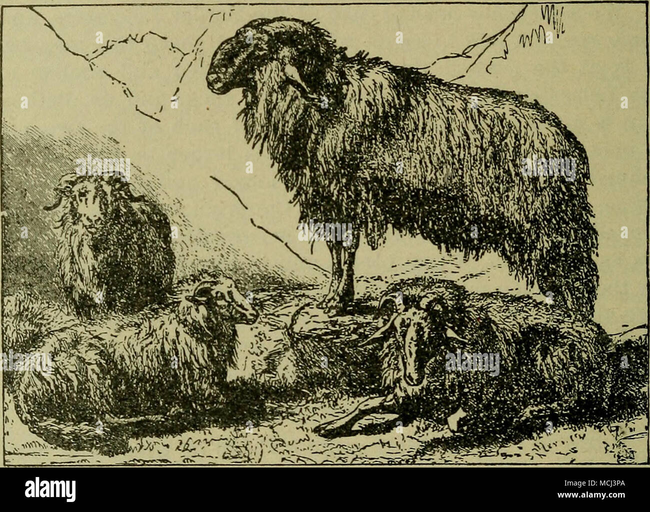 . SHEEP OF THE PYRENEES. Germany has twenty-eight million sheep, some ...